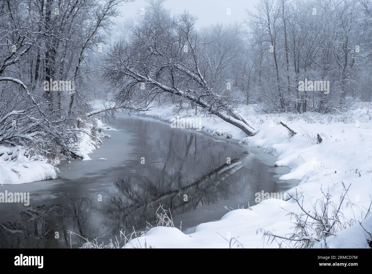Winter forest, Winnipeg Stock Photo - Alamy