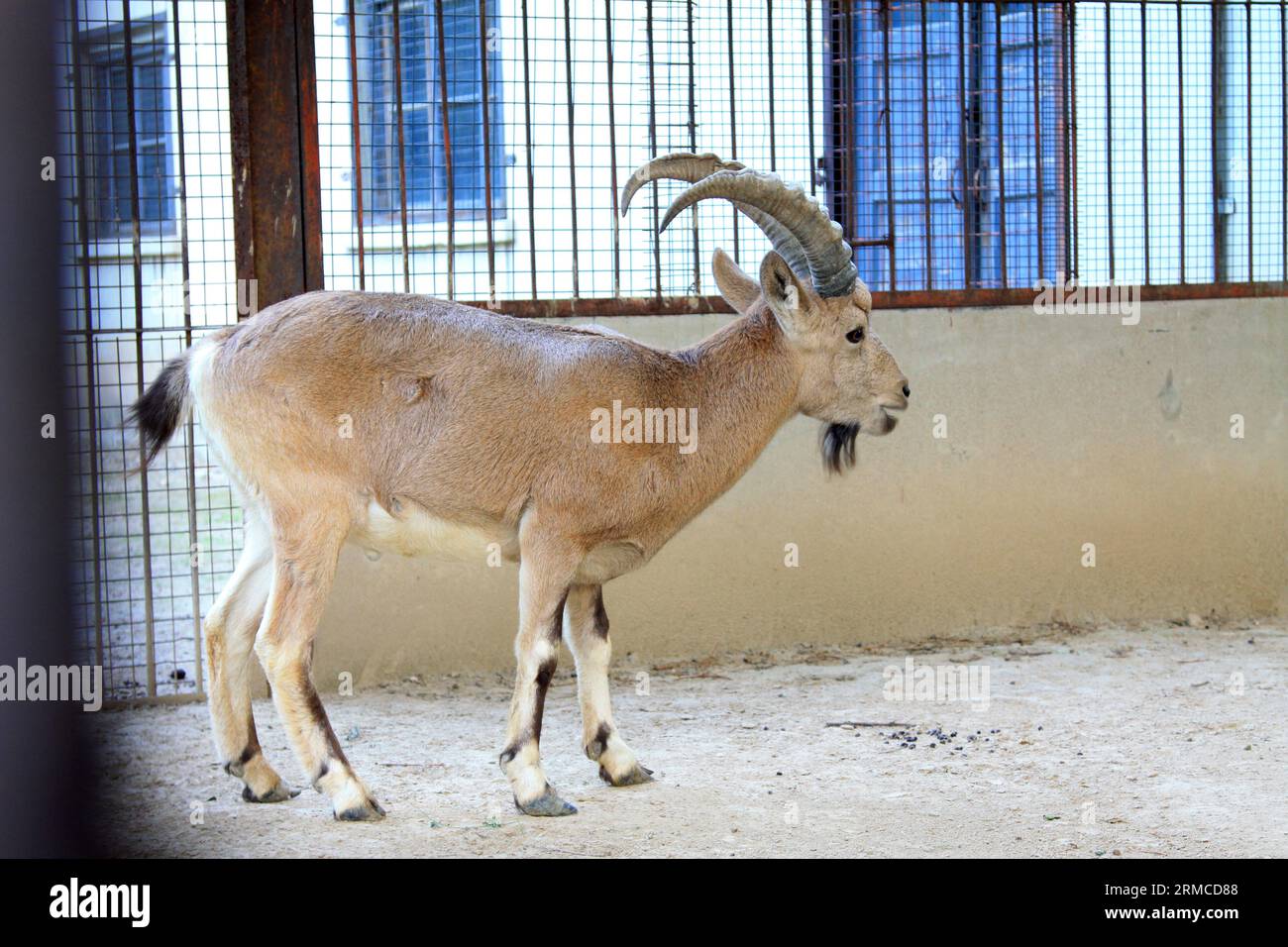 Ibex china hi-res stock photography and images - Alamy