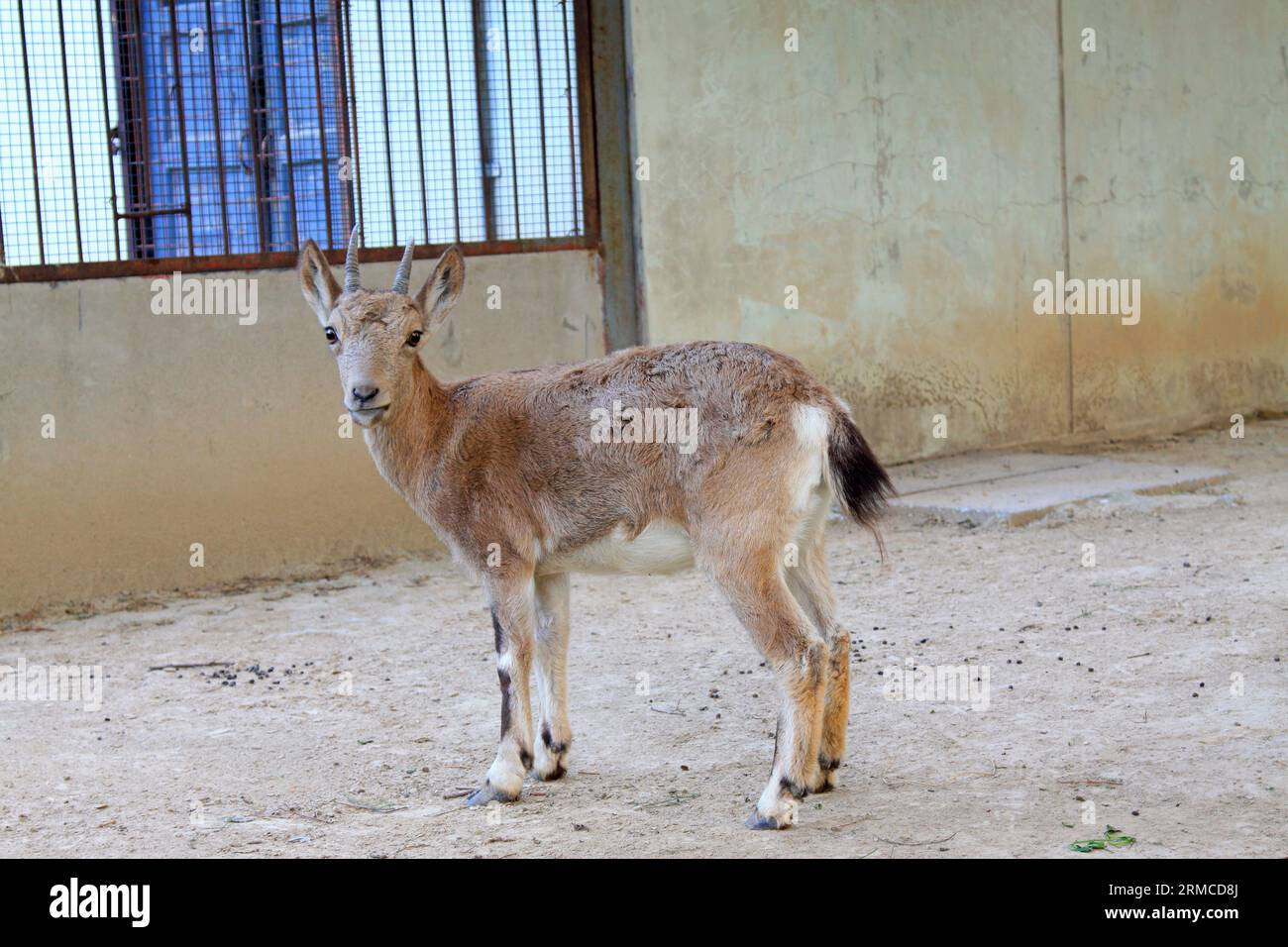 Ibex china hi-res stock photography and images - Alamy