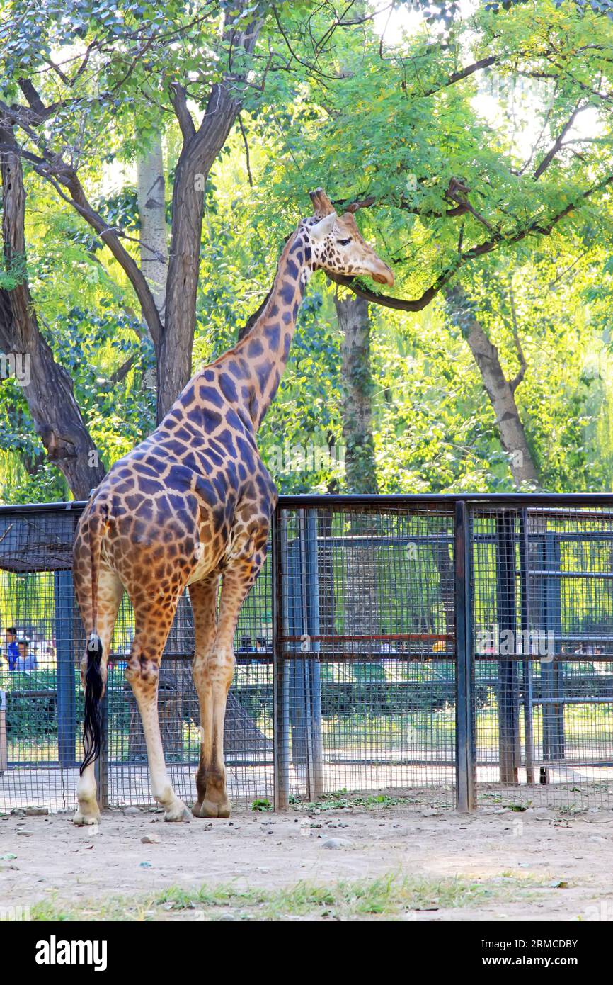 Adorable Giraffe in the Beijing zoo, china Stock Photo - Alamy