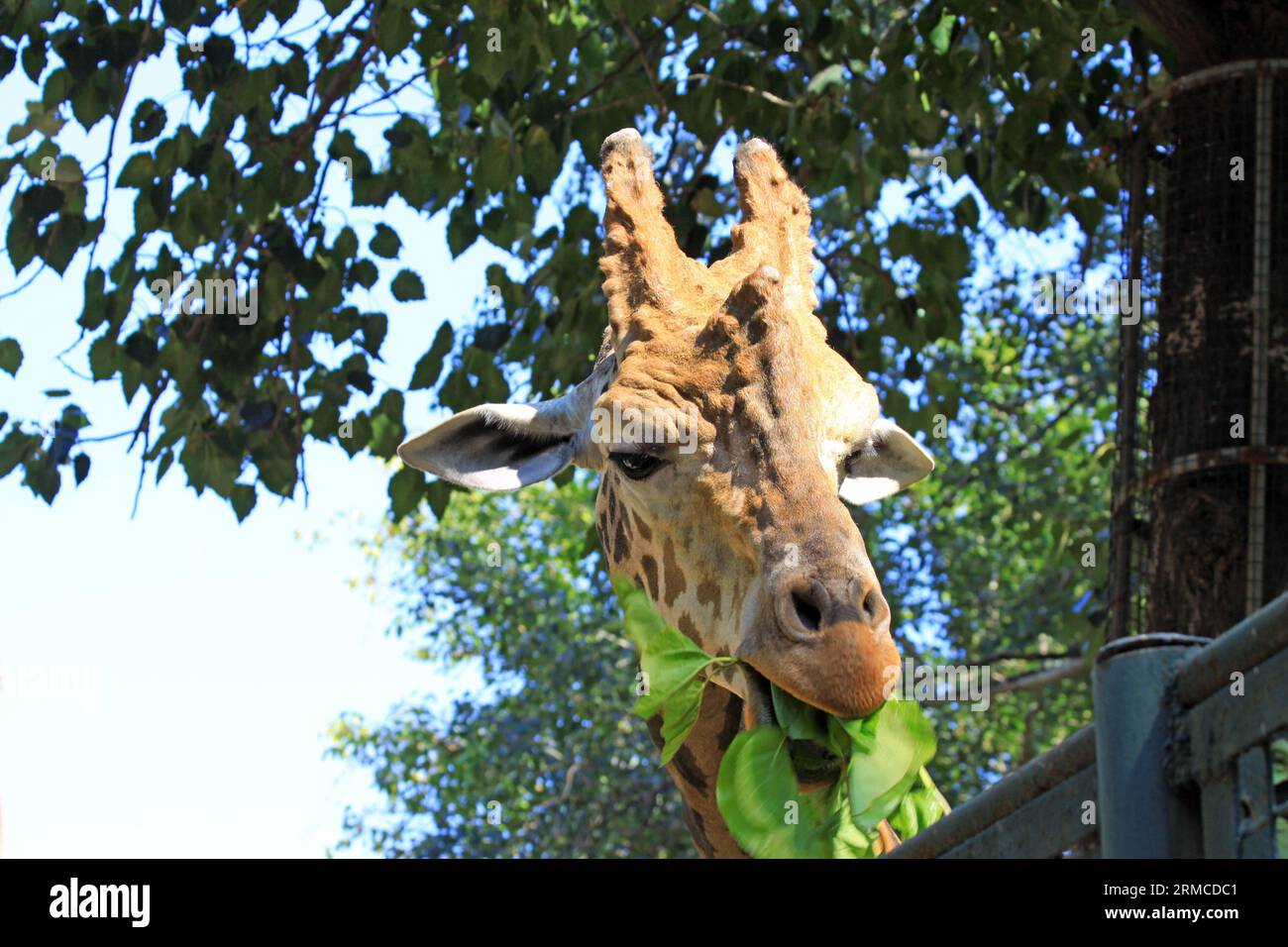 Giraffe in china hi-res stock photography and images - Alamy