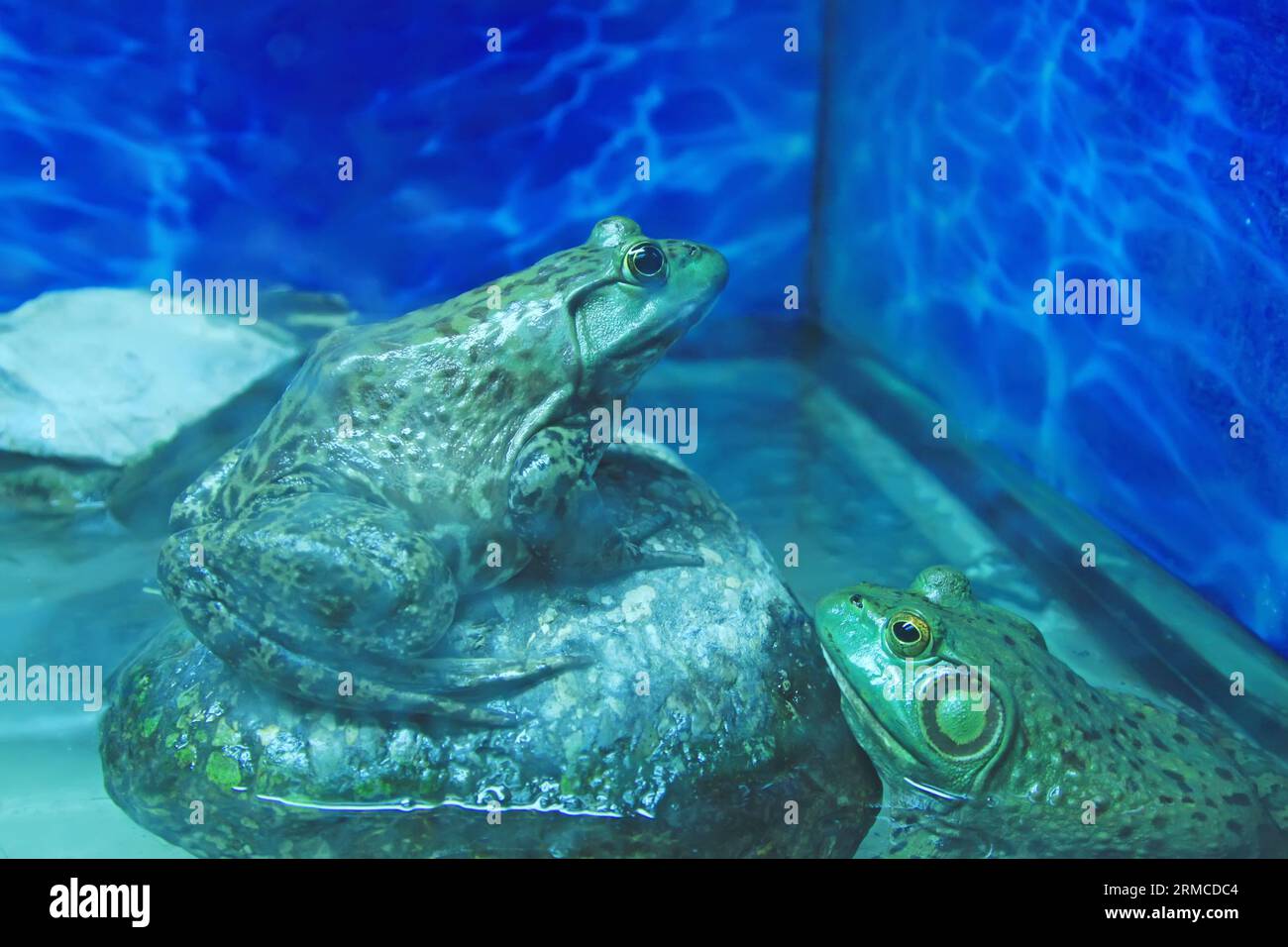 Beijing zoo endangered hi-res stock photography and images - Alamy