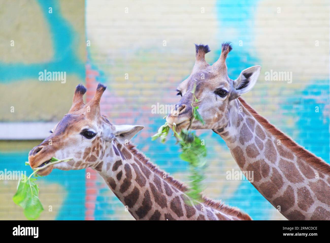 Domesticated giraffe hi-res stock photography and images - Alamy