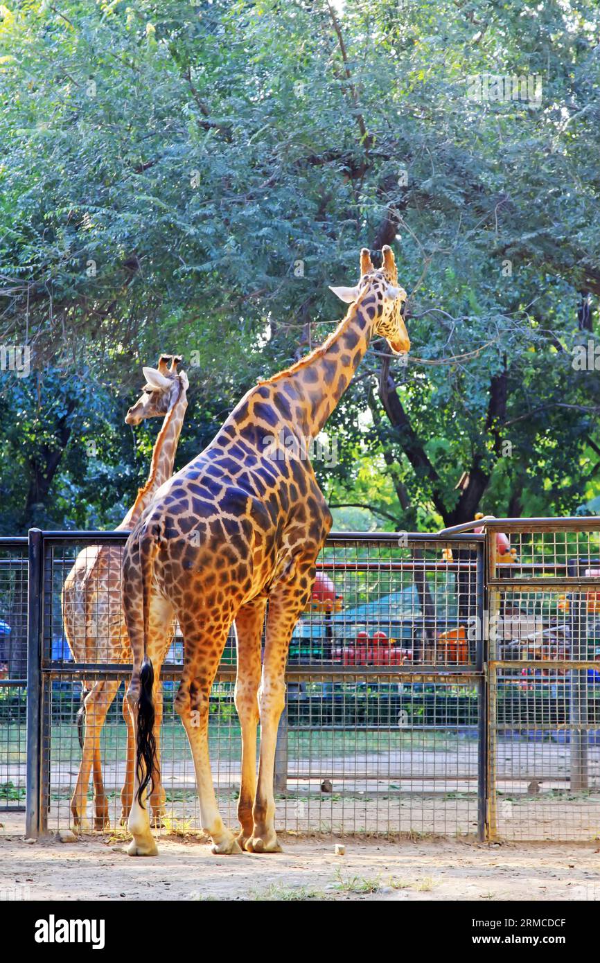 Adorable Giraffe in the Beijing zoo, china Stock Photo - Alamy