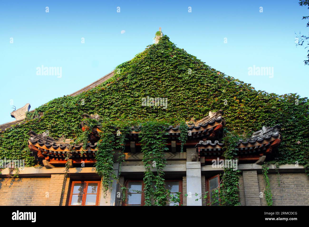 Ivy in the grey building, Peking University, China Stock Photo - Alamy