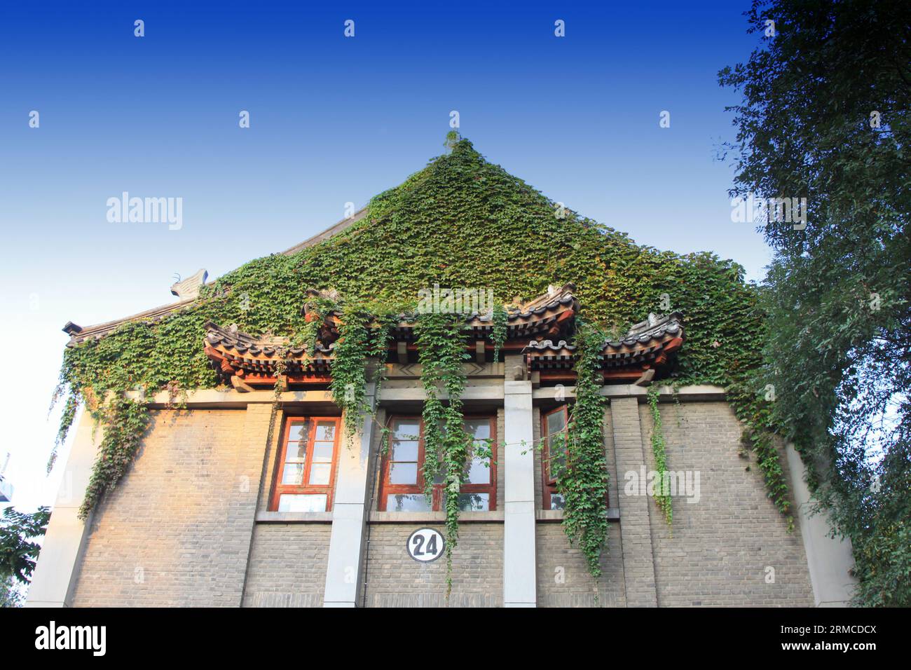 Ivy in the grey building, Peking University, China Stock Photo - Alamy