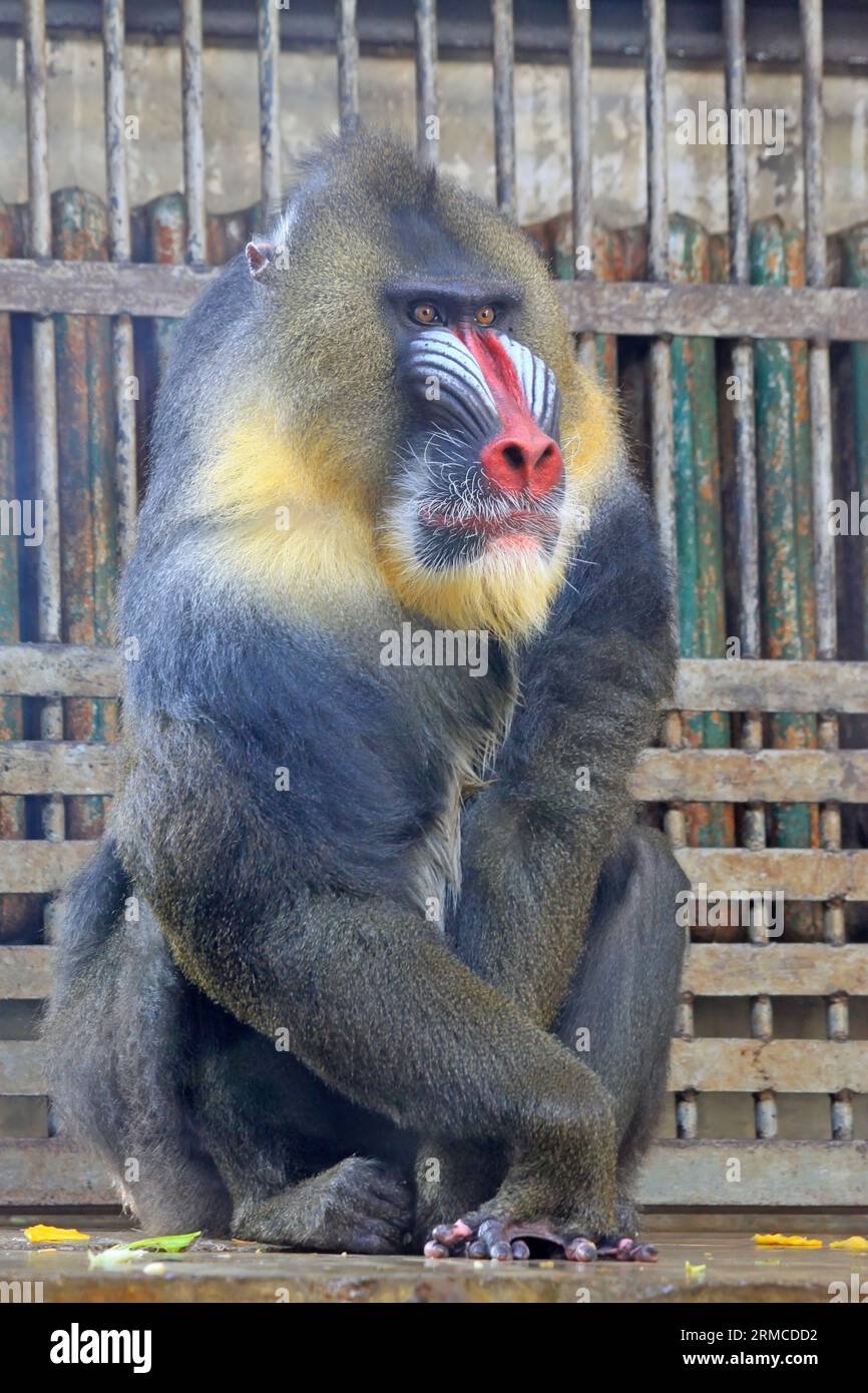 Mandrill (Mandrillus sphinx) in the Beijing zoo, china Stock Photo - Alamy