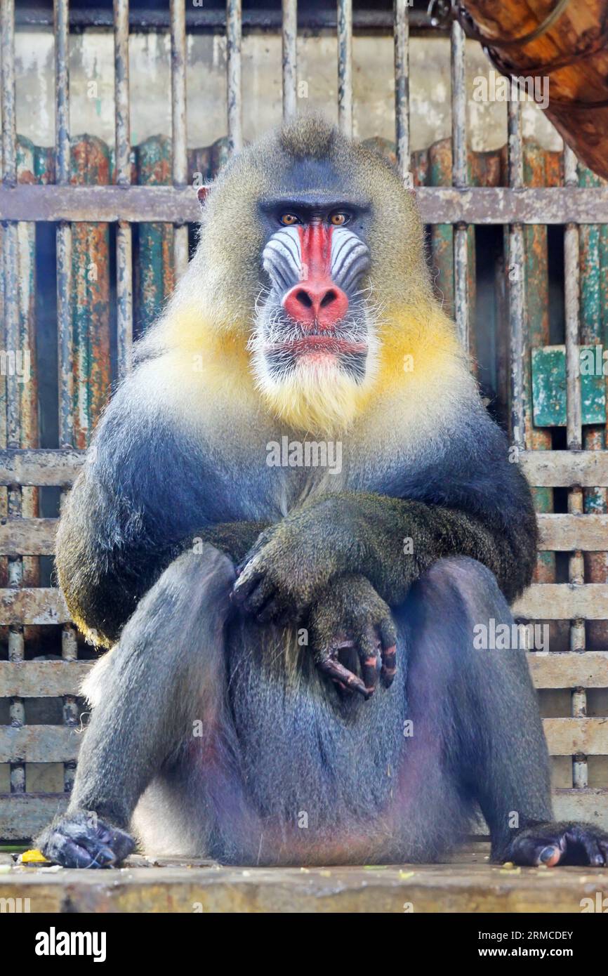 Mandrills in the wild hi-res stock photography and images - Alamy