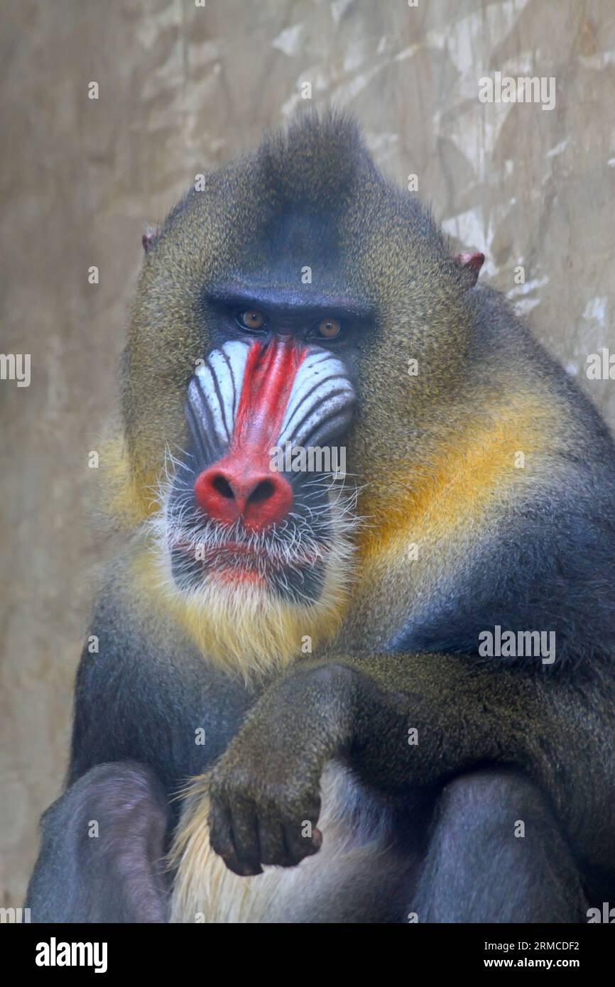 Mandrills in the wild hi-res stock photography and images - Alamy