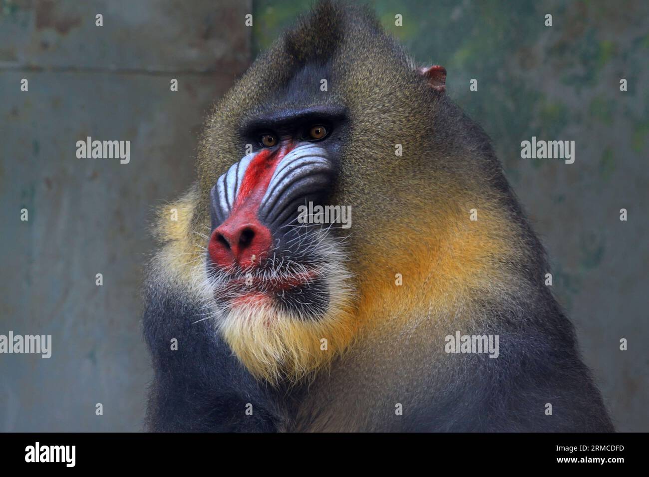 Mandrills in the wild hi-res stock photography and images - Alamy