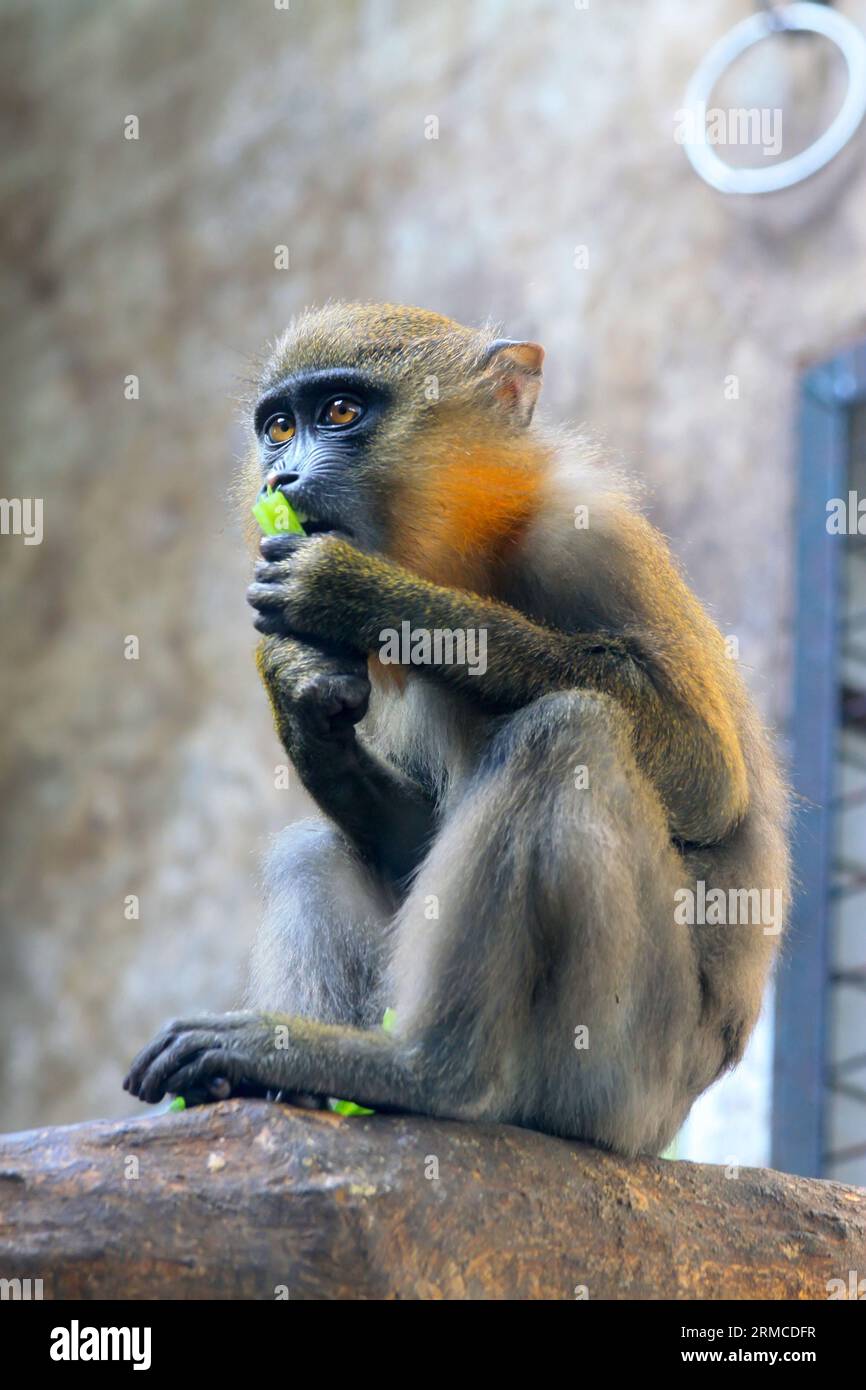 Mandrills in the wild hi-res stock photography and images - Alamy