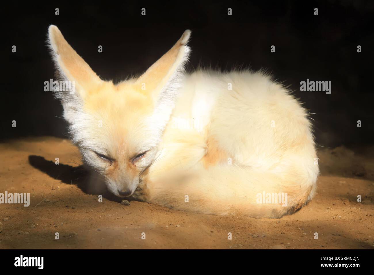 Fennec Fox in the Beijing zoo, china Stock Photo - Alamy