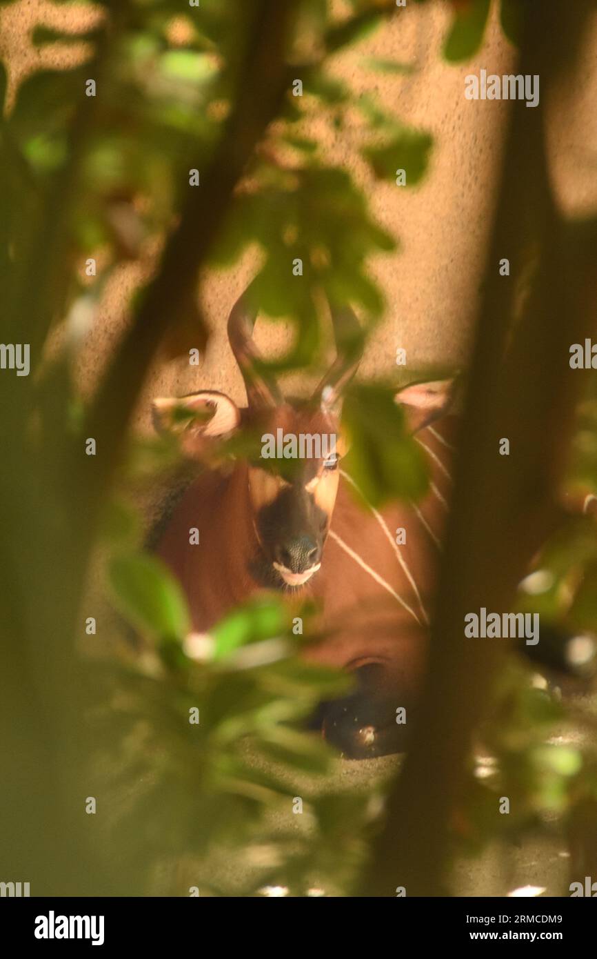 Bongo eye hi-res stock photography and images - Alamy