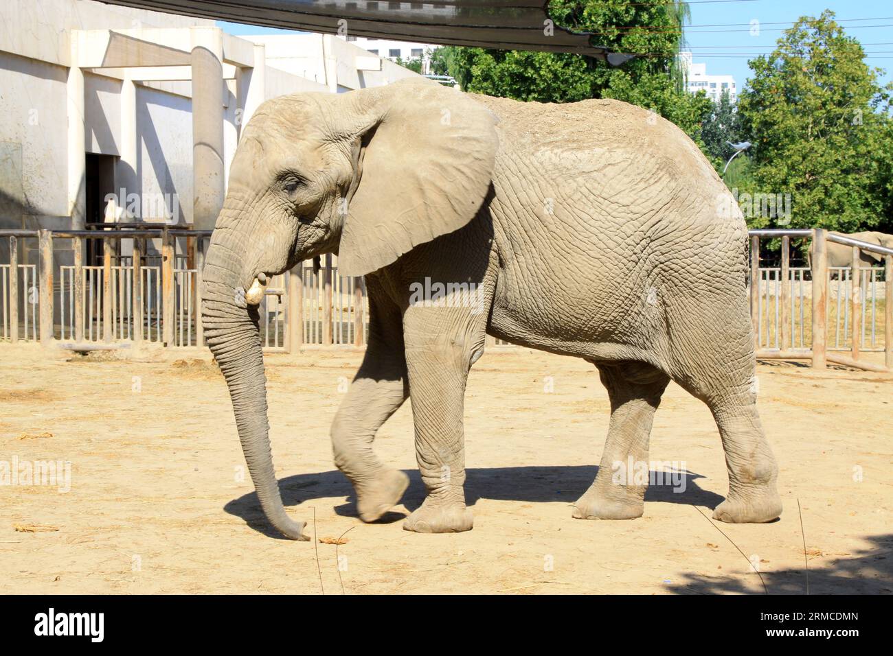 Asian elephant in the Beijing zoo, china Stock Photo - Alamy