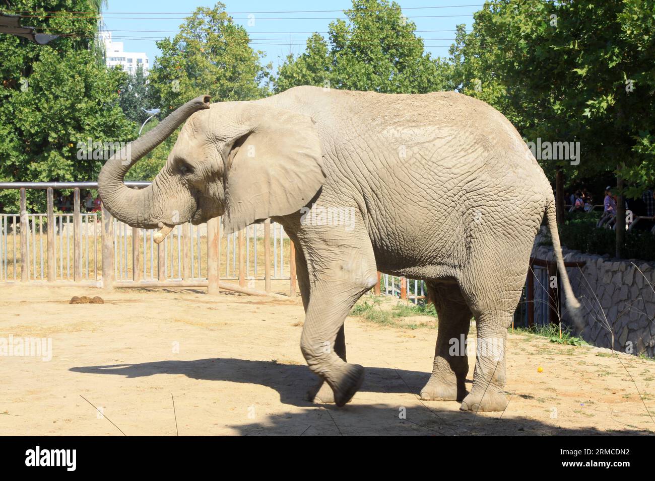 Beijing zoo endangered hi-res stock photography and images - Alamy