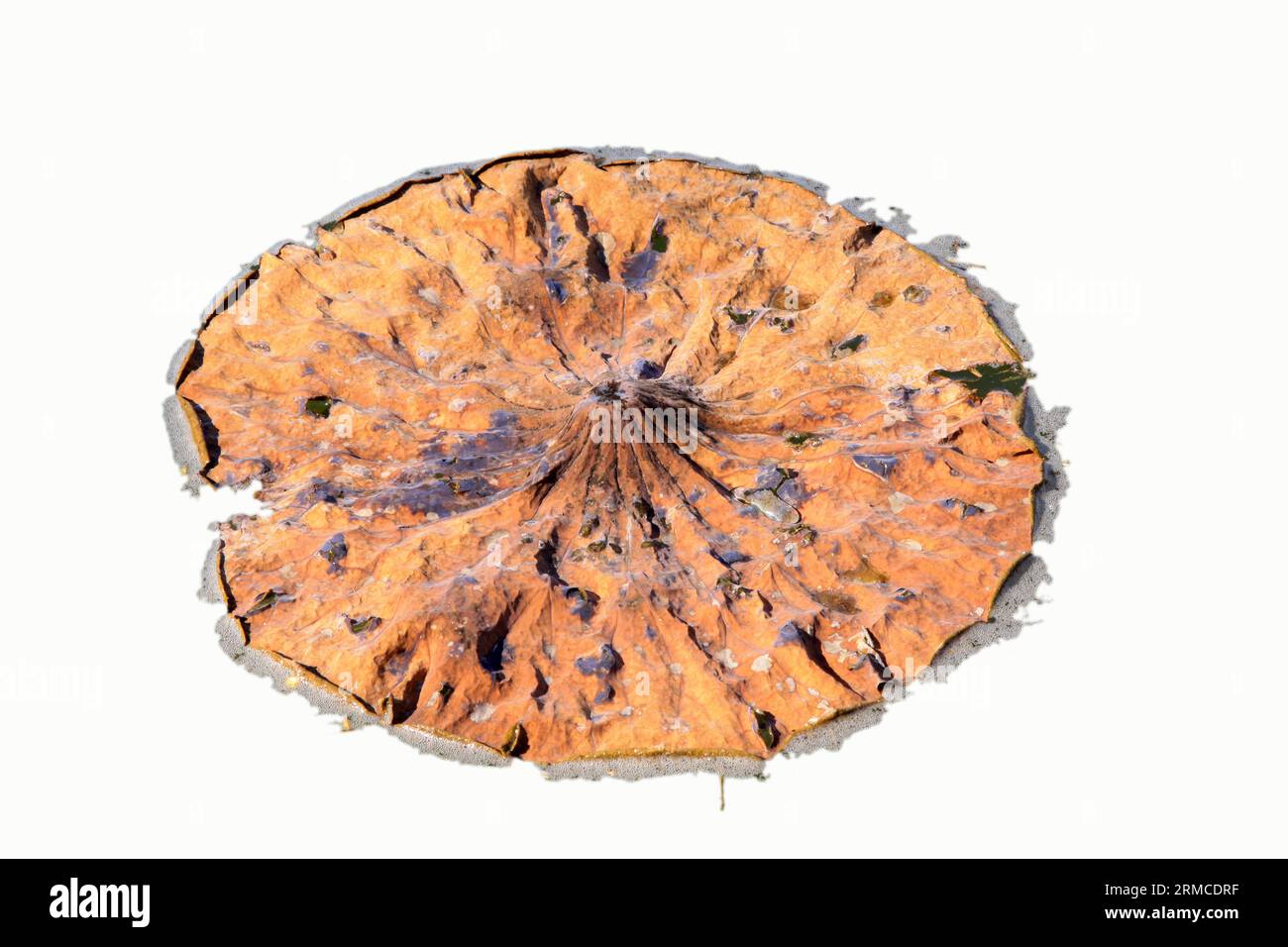 Leaves floating water Cut Out Stock Images & Pictures - Alamy