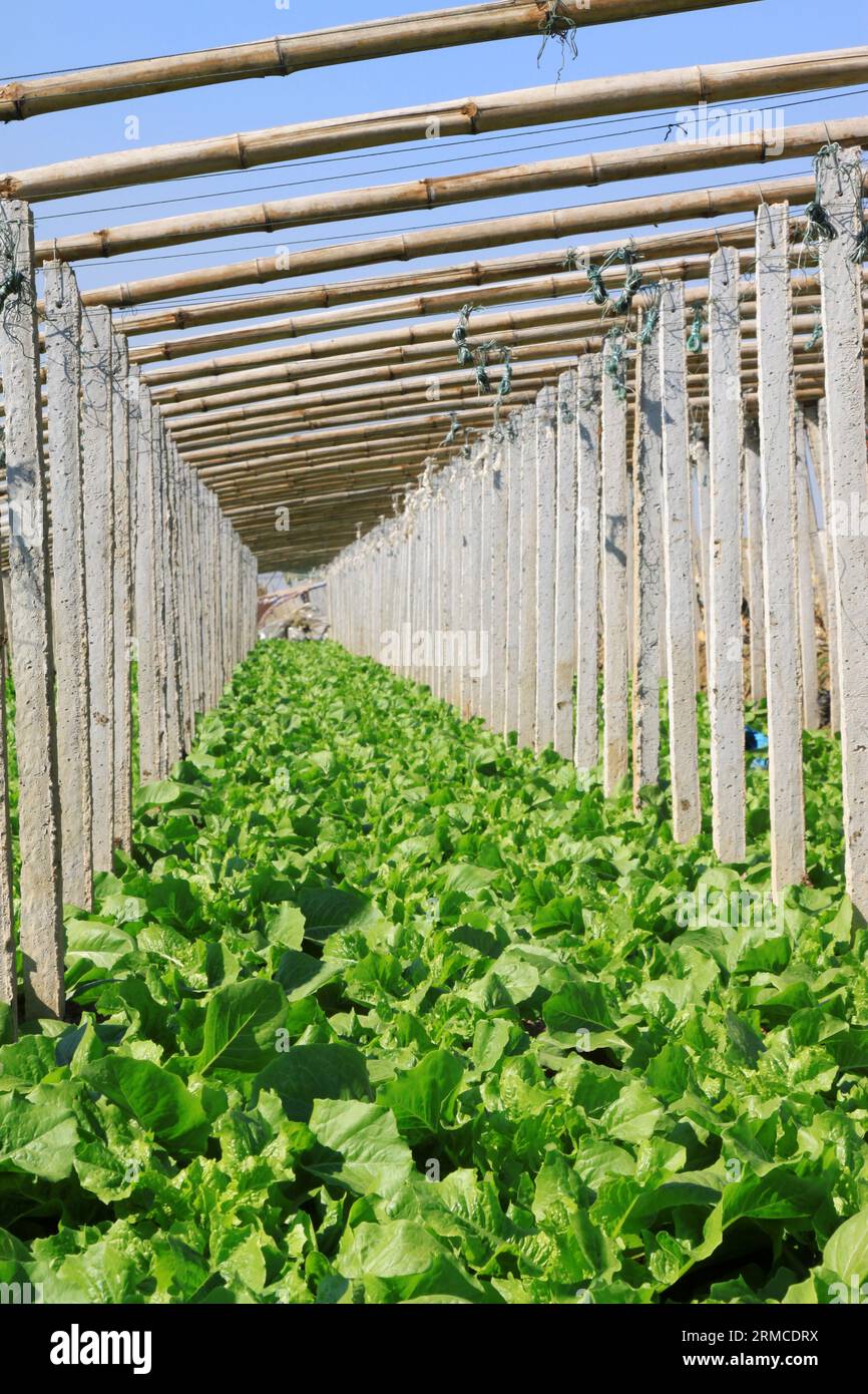 vegetable greenhouse interior landscape in rural areas, north china ...