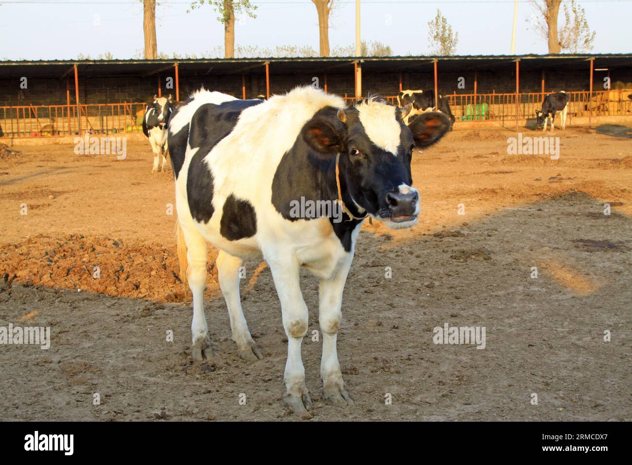 livestock breeding industry, Cows on a farm Stock Photo - Alamy