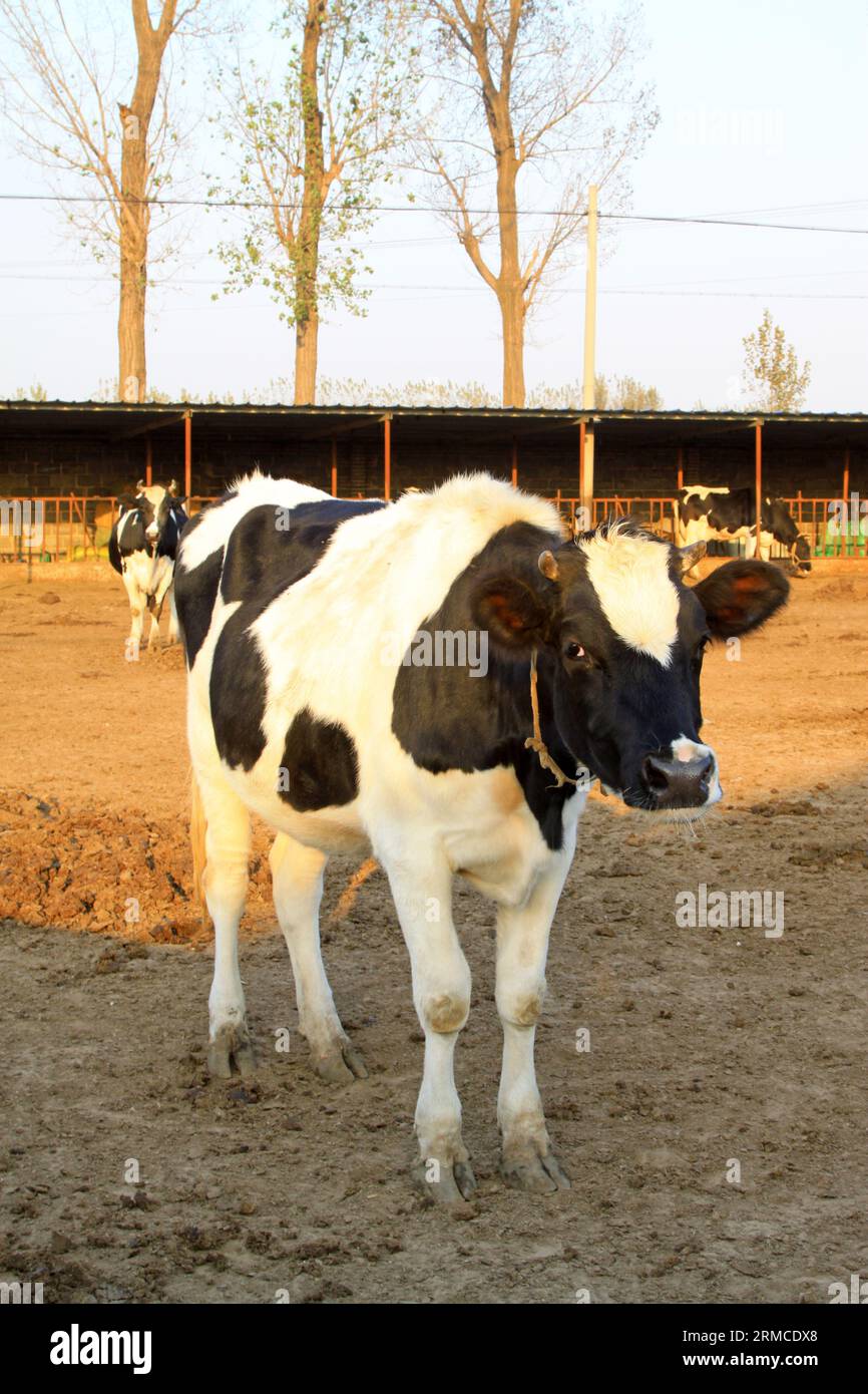 livestock breeding industry, Cows on a farm Stock Photo - Alamy