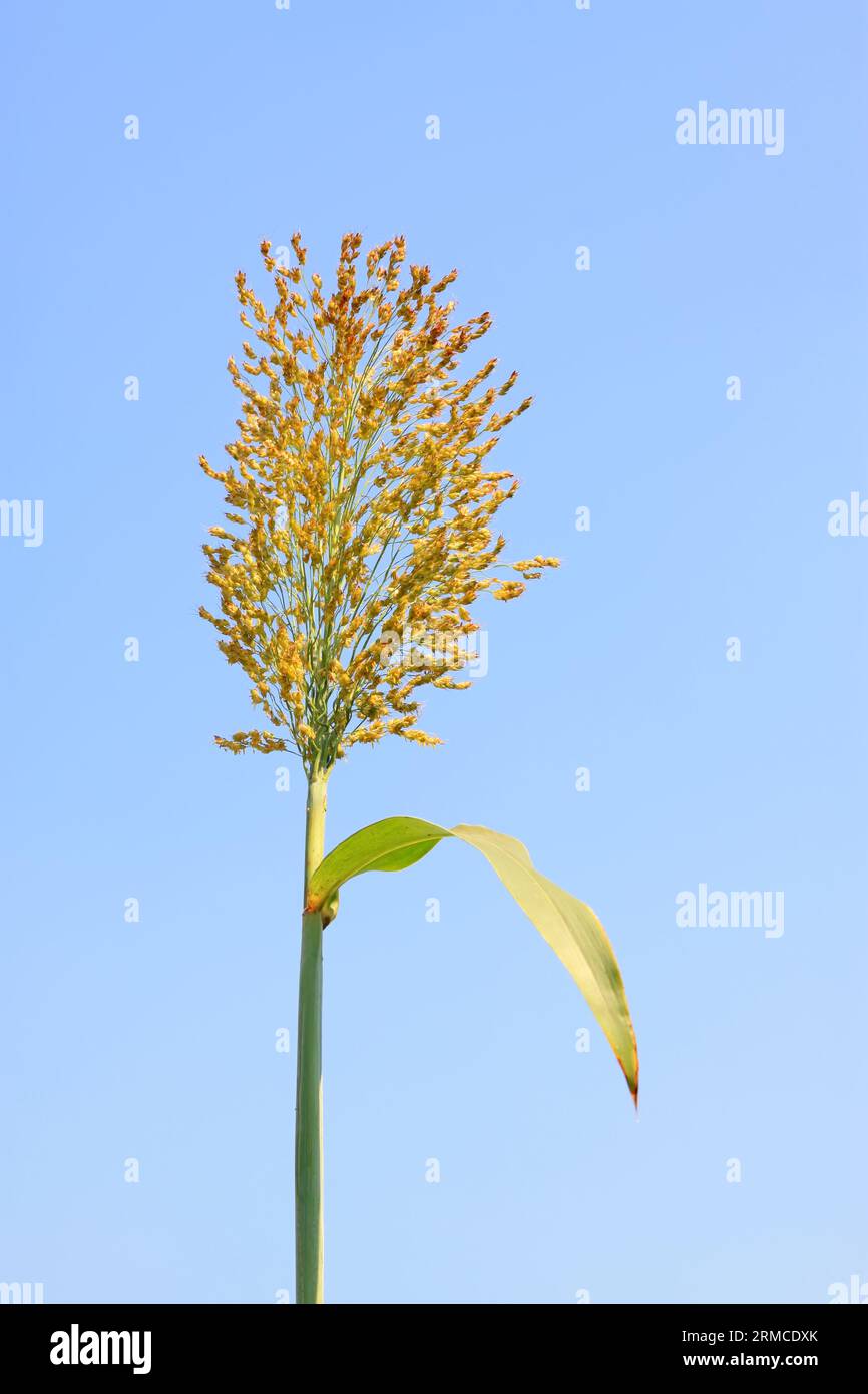 Mature growth sorghum hi-res stock photography and images - Alamy