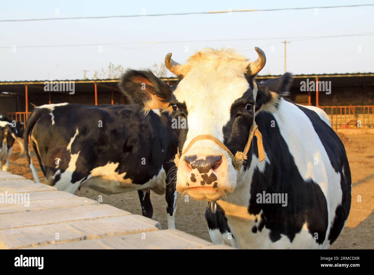 livestock breeding industry, Cows on a farm Stock Photo - Alamy