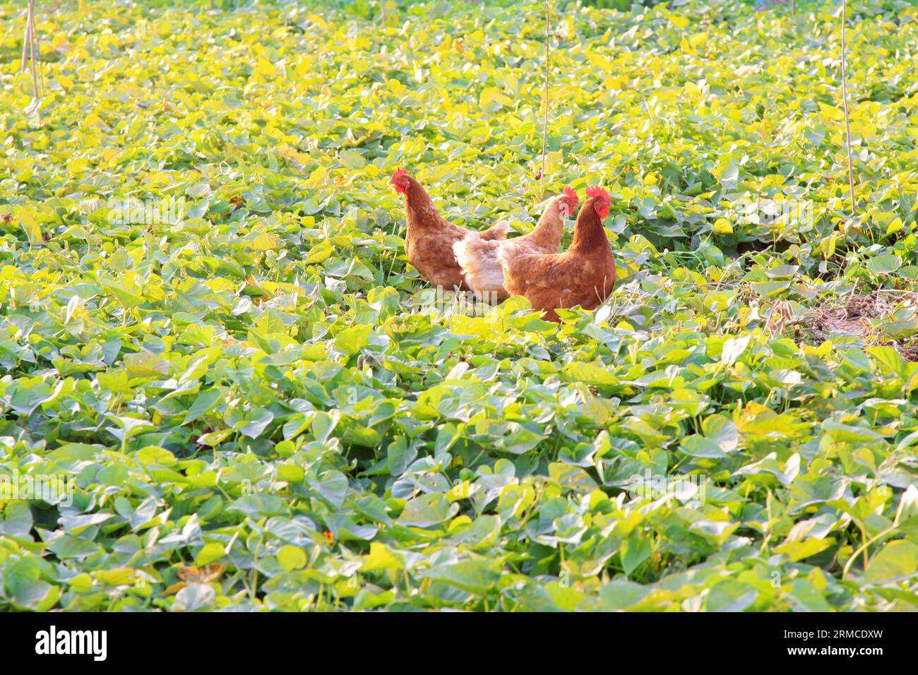 Three chickens in the green fields, free range hens will grow up ...