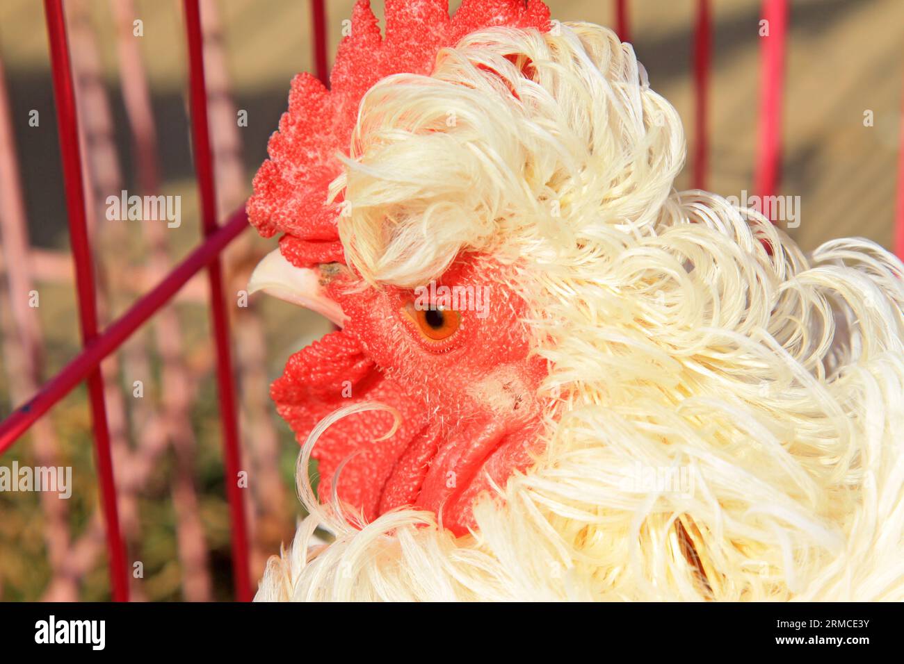 White chicken red hair in hi-res stock photography and images - Alamy