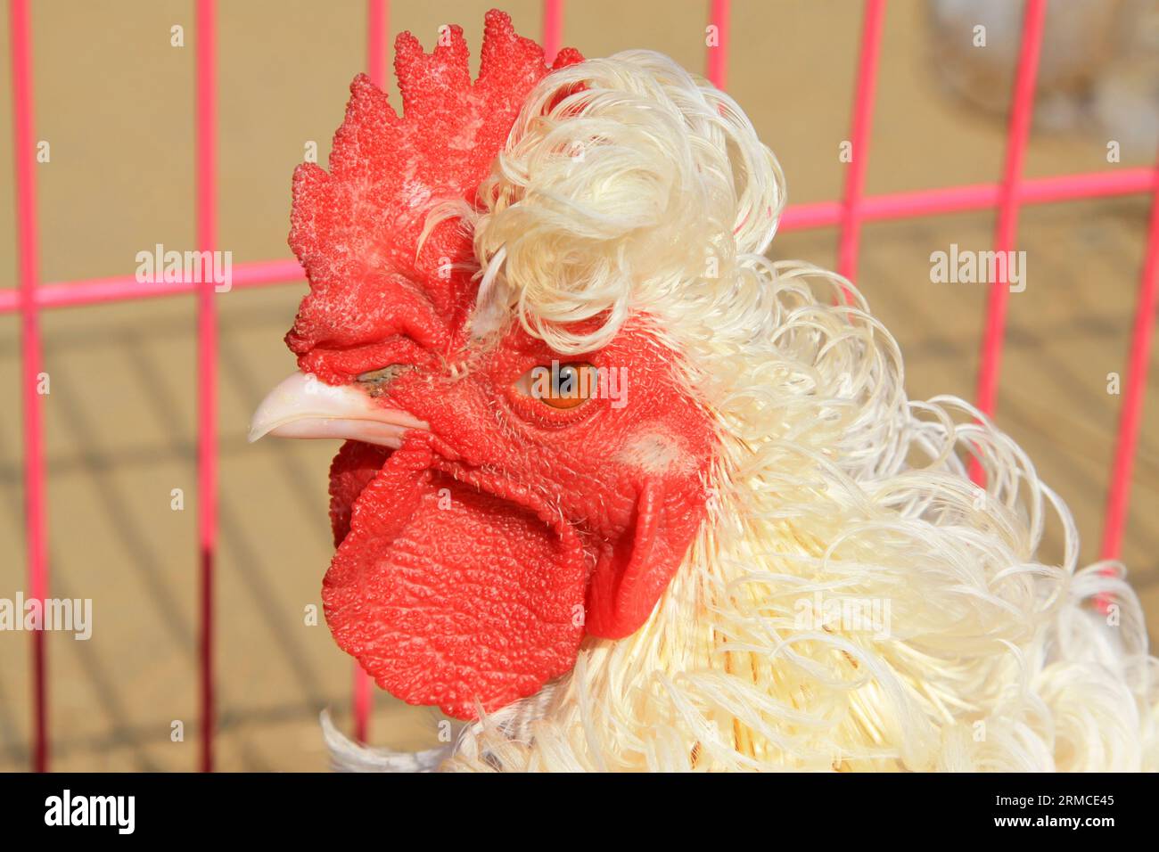 Hair curling chicken, in a cage, poultry farms Stock Photo - Alamy