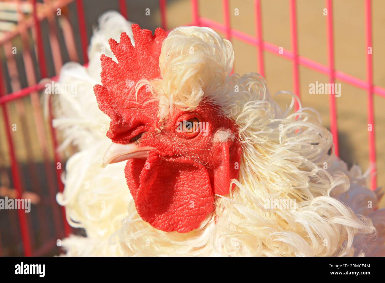 Hair curling chicken, in a cage, poultry farms Stock Photo - Alamy