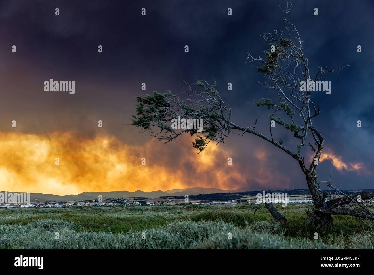 Devastating wildfire in Alexandroupolis Evros Greece, ecological and ...