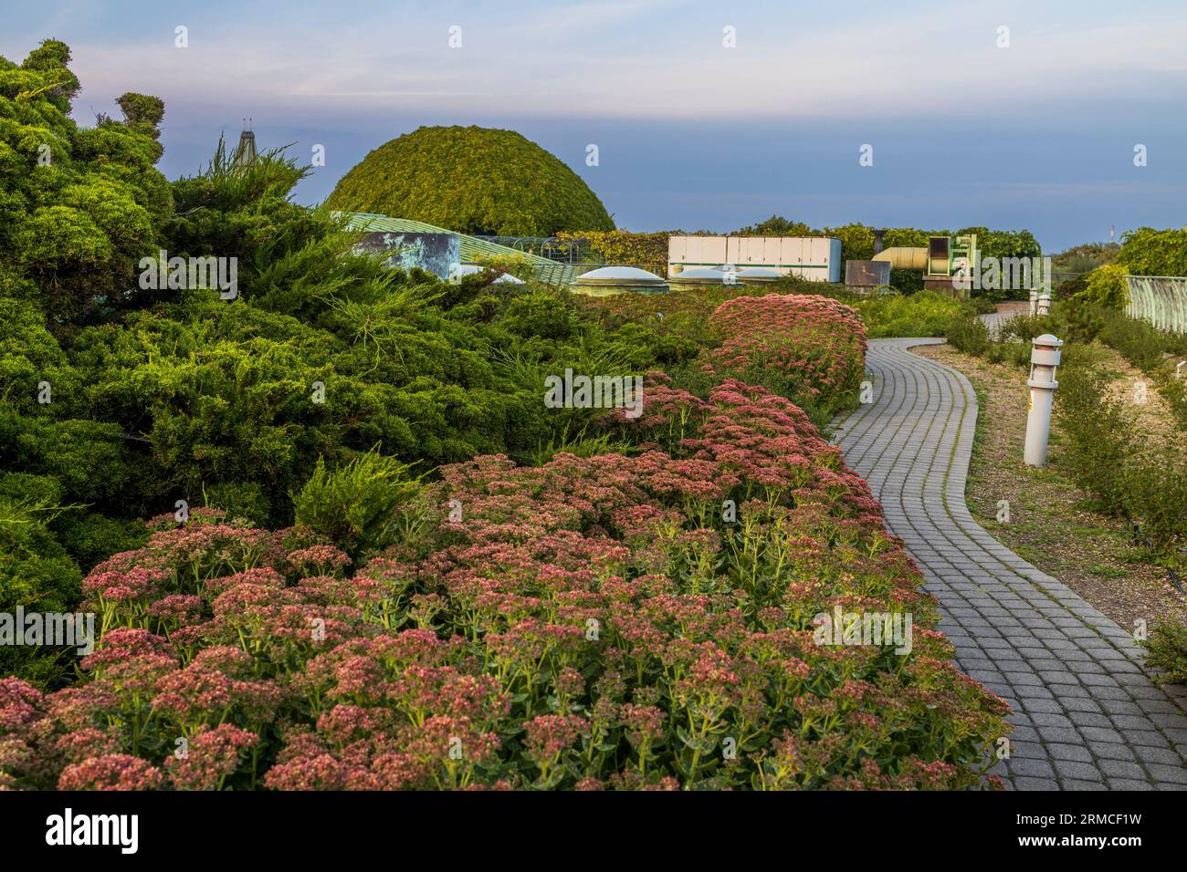 Modern landscape design - thickets of juniper, stonecrop and boxwood, a ...