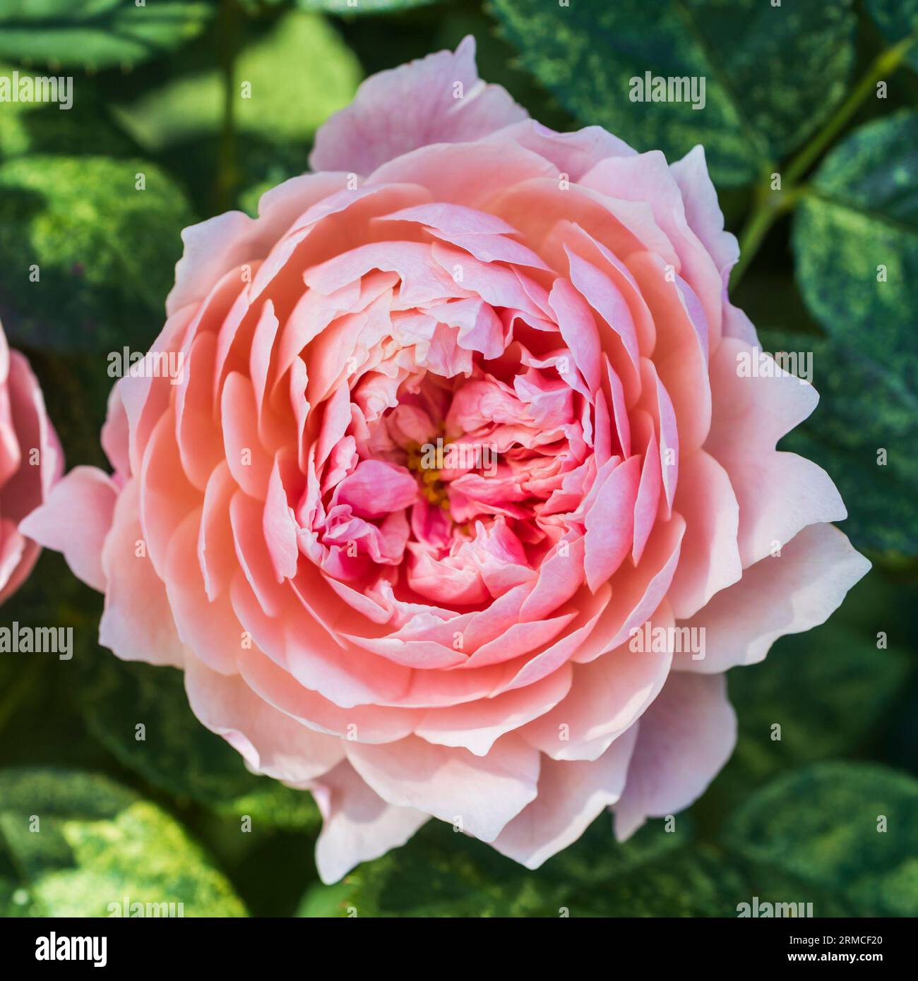 Rosa lucieae, the memorial rose, is a species of rose native to eastern ...