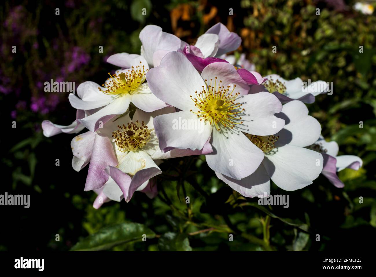 Rosa moschata, the musk rose, is a species of rose which has been long ...
