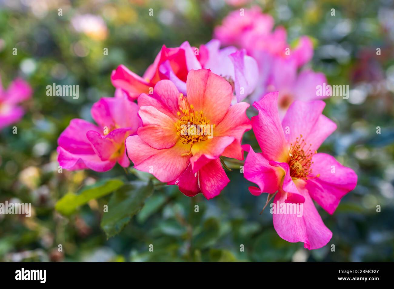 Rosa setigera, commonly known as the climbing rose, the prairie rose ...