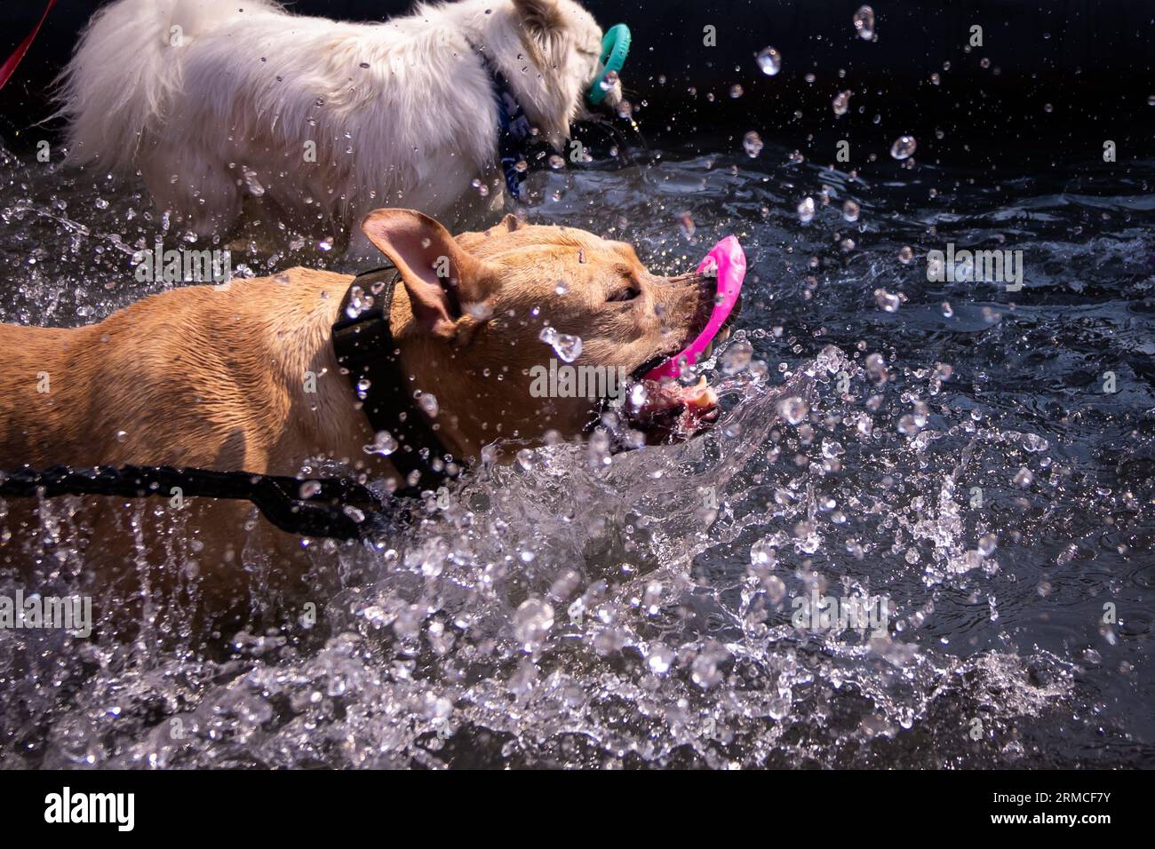 Vancouver, Canada. 26th Aug, 2023. A dog jumps into a pool chasing an ...