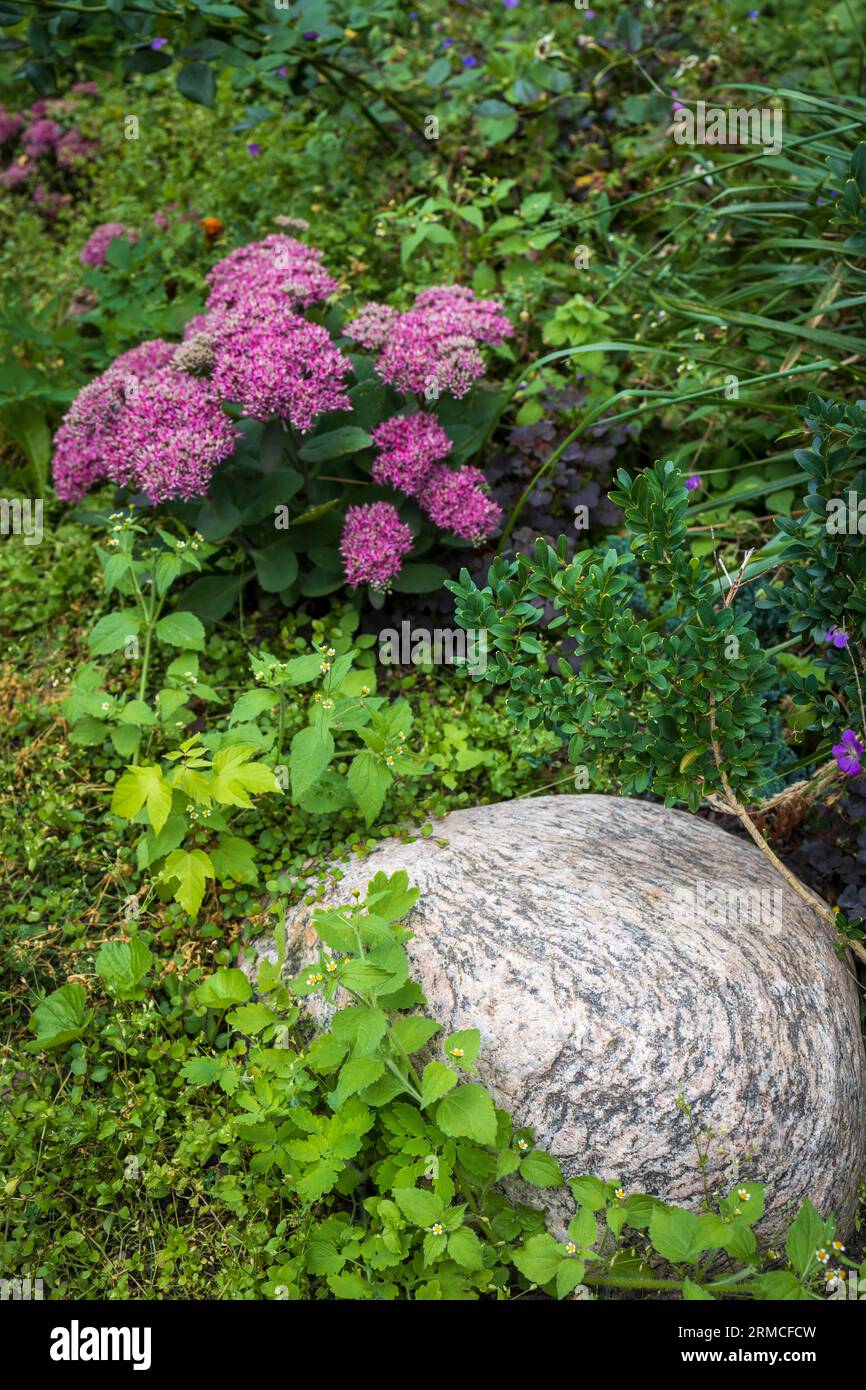 Landscape design of the garden. Round stone, red stonecrop. Vertical ...