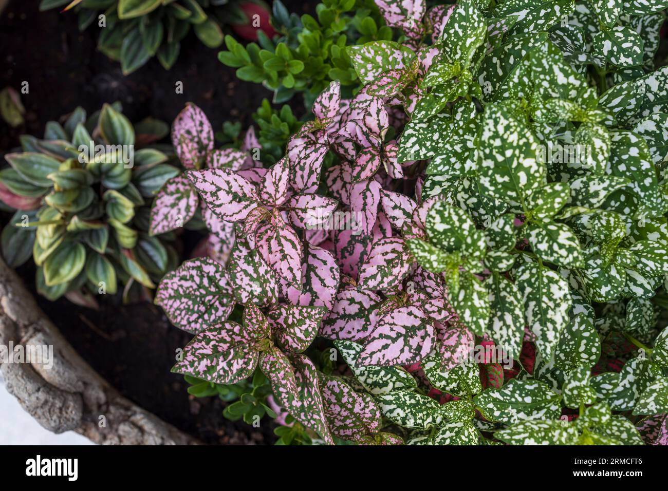Green and pink Hypoestes leaves adorn the flower bed near the ...
