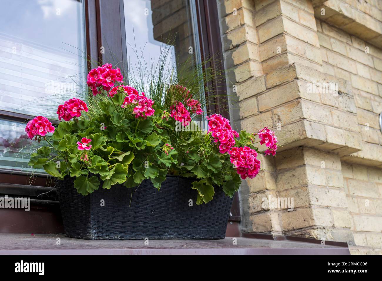 Red geranium in a box as a window and building decoration Stock Photo ...