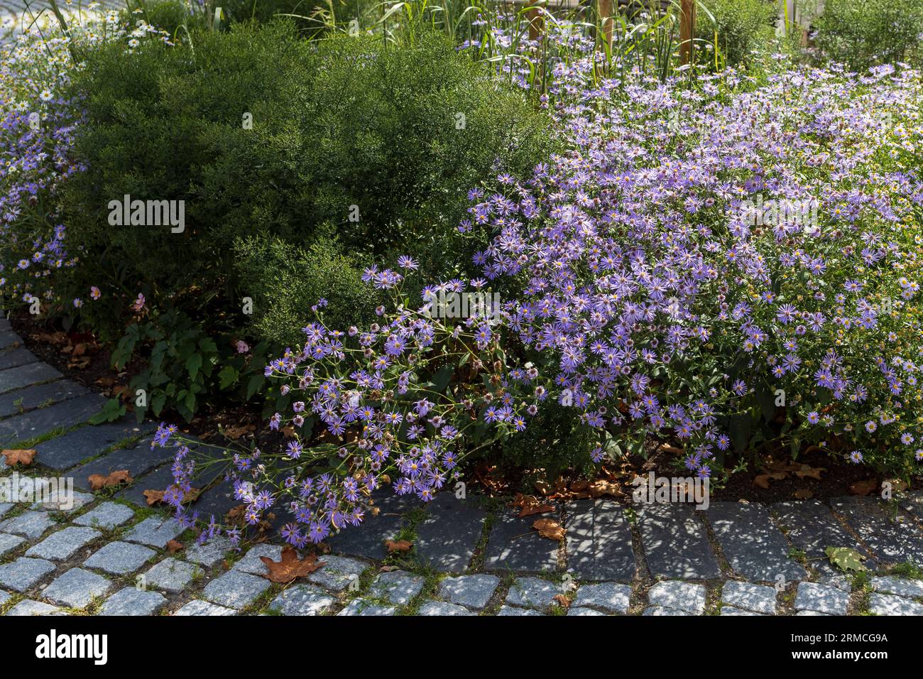 European michaelmas daisy (Aster amellus). Aster is a genus of ...