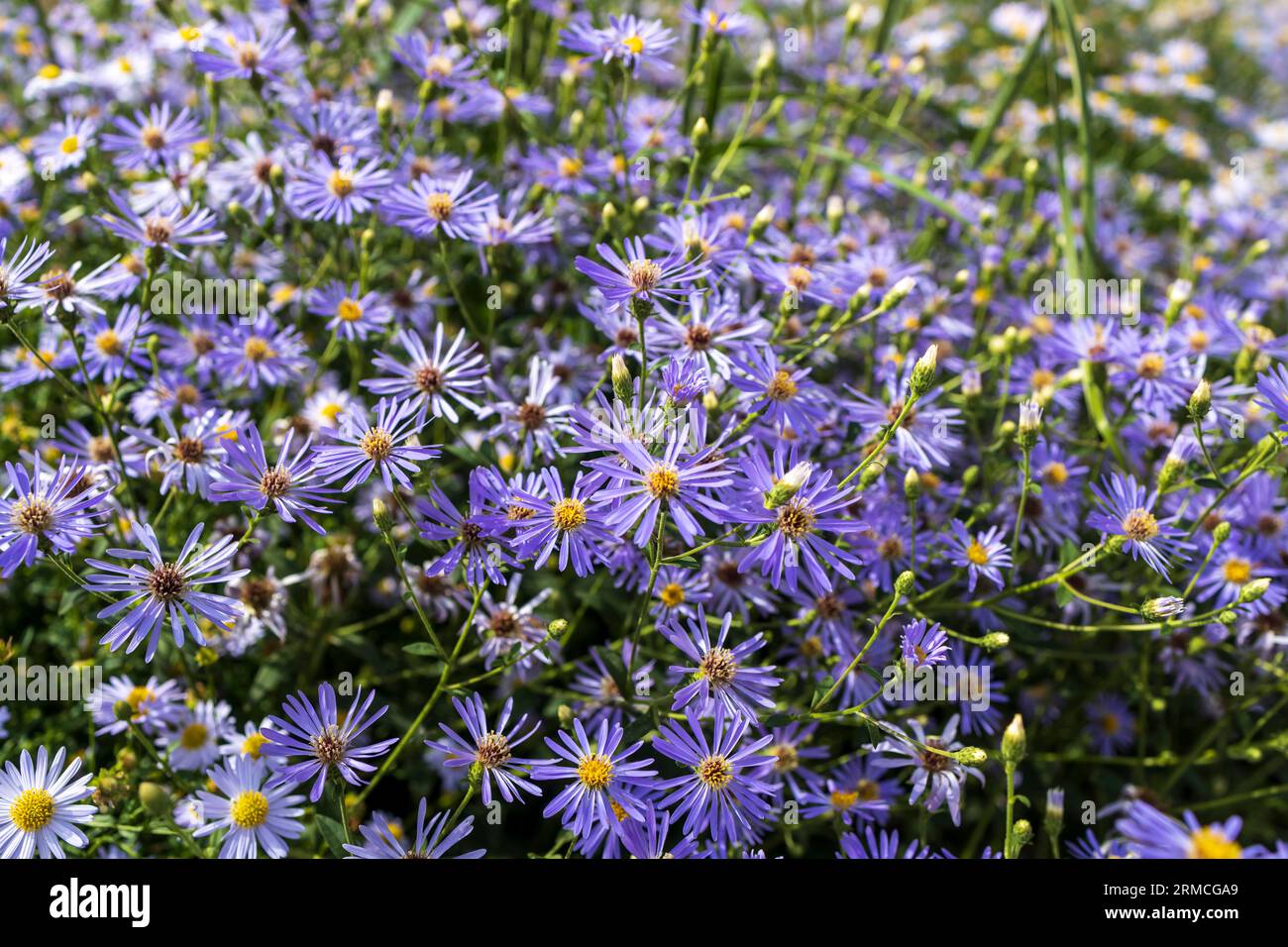 Genus of flowering plants in the family asteraceae hi-res stock ...
