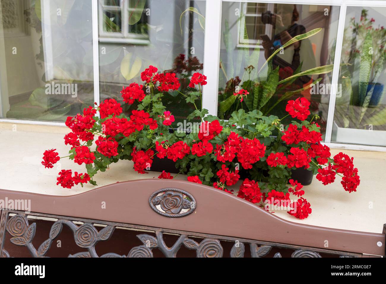 Standing red geraniums hi-res stock photography and images - Alamy