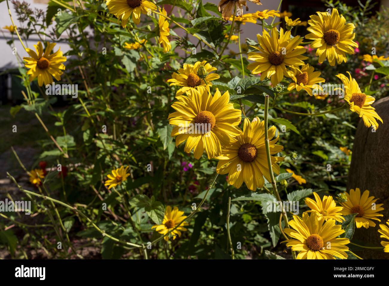 Heliopsis helianthoides is a species of flowering plant in the family ...