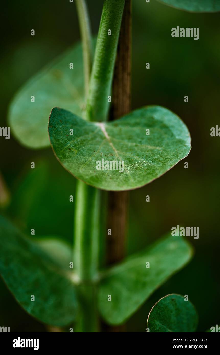 Rounded leaf shape hi-res stock photography and images - Alamy