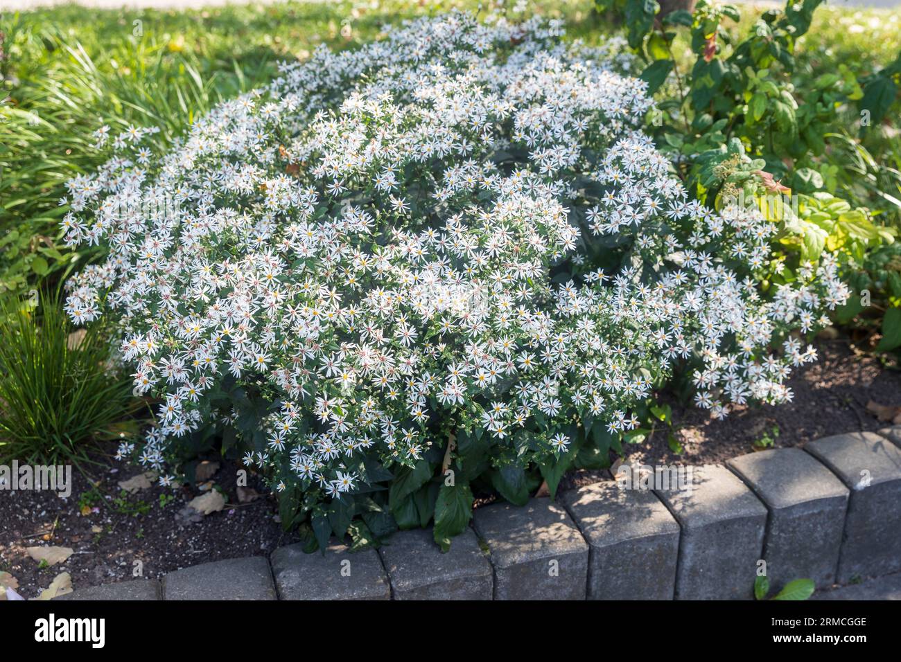 European michaelmas daisy (Aster amellus). Aster is a genus of ...