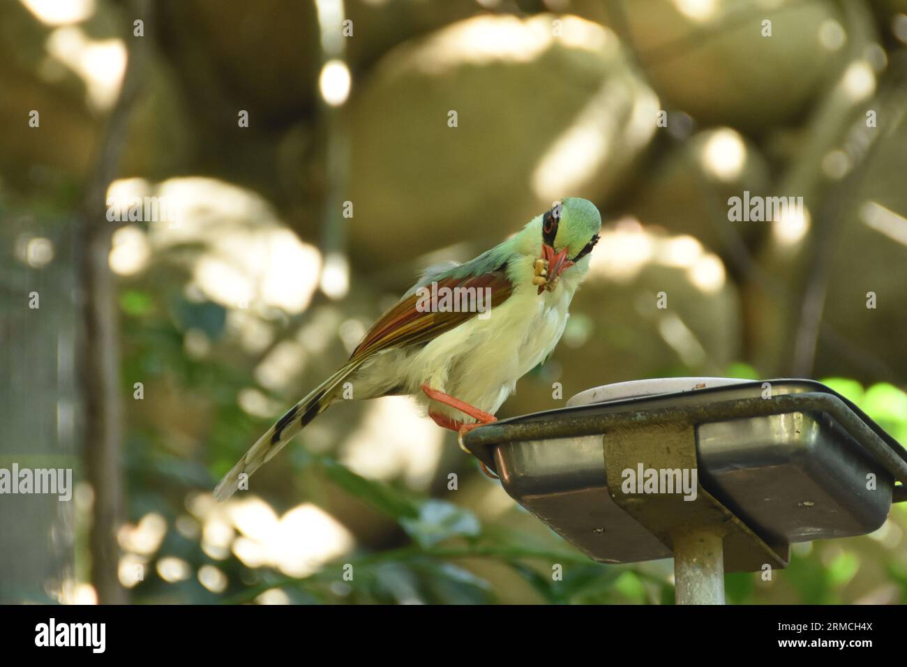 Los Angeles, California, USA 22nd August 2023 Indochinese Green Magpie ...