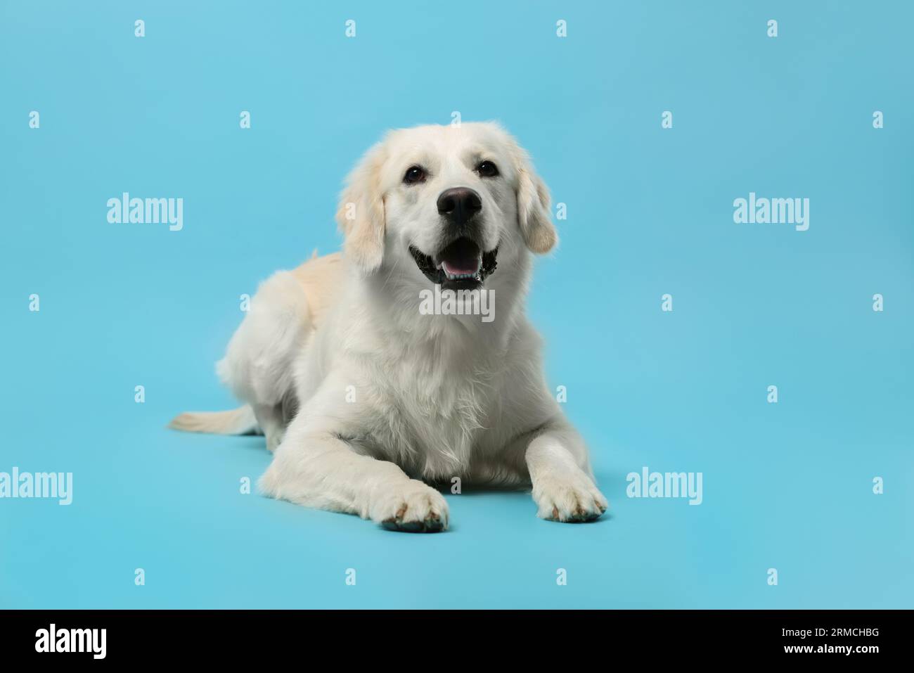 Cute Labrador Retriever dog on light blue background. Adorable pet ...