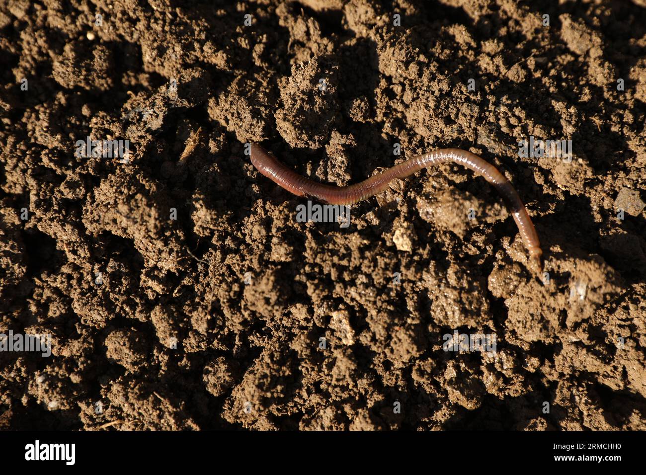 One earthworm on wet soil, top view Stock Photo - Alamy