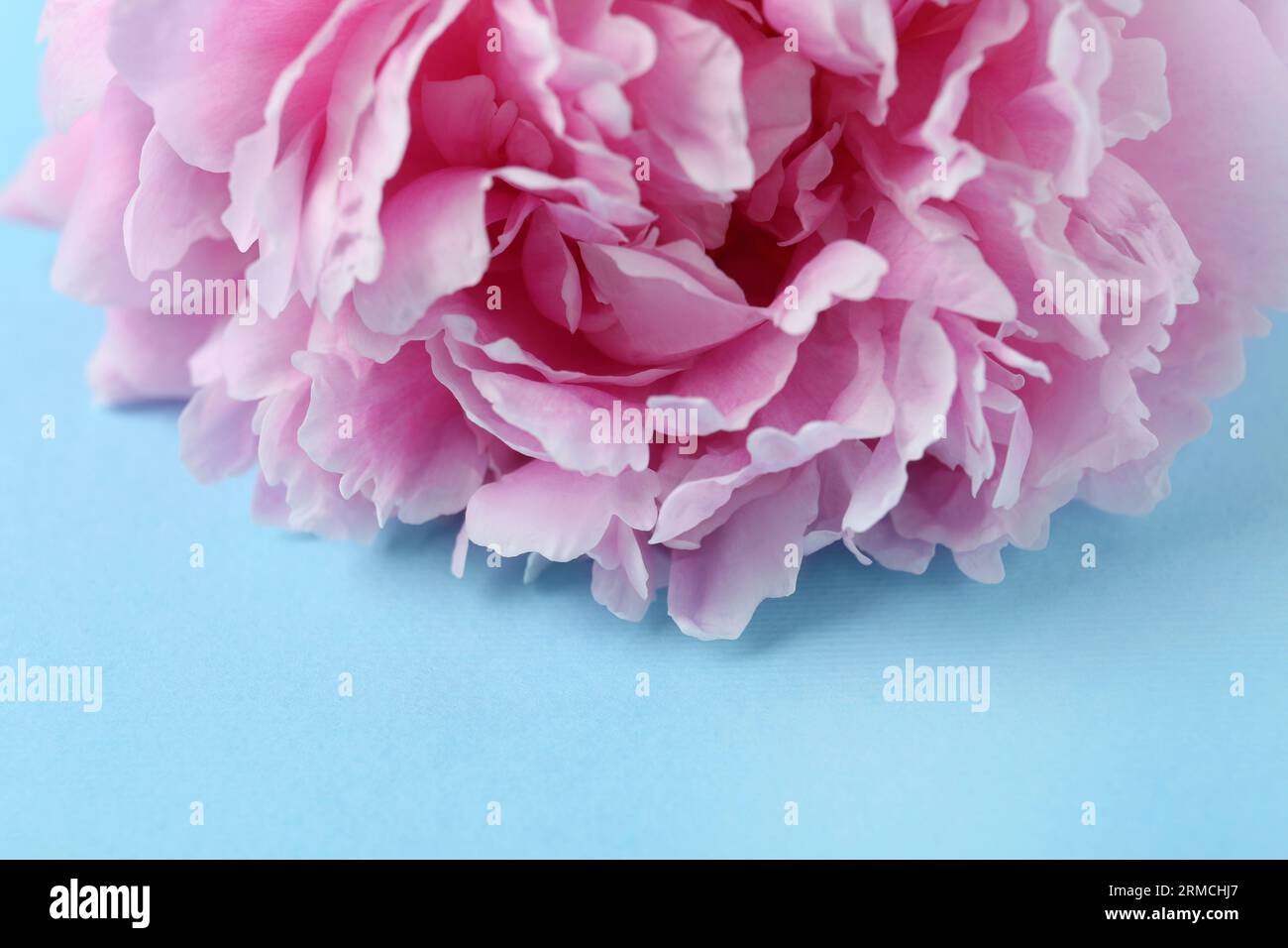 Beautiful peony flower on light blue background, closeup Stock Photo ...