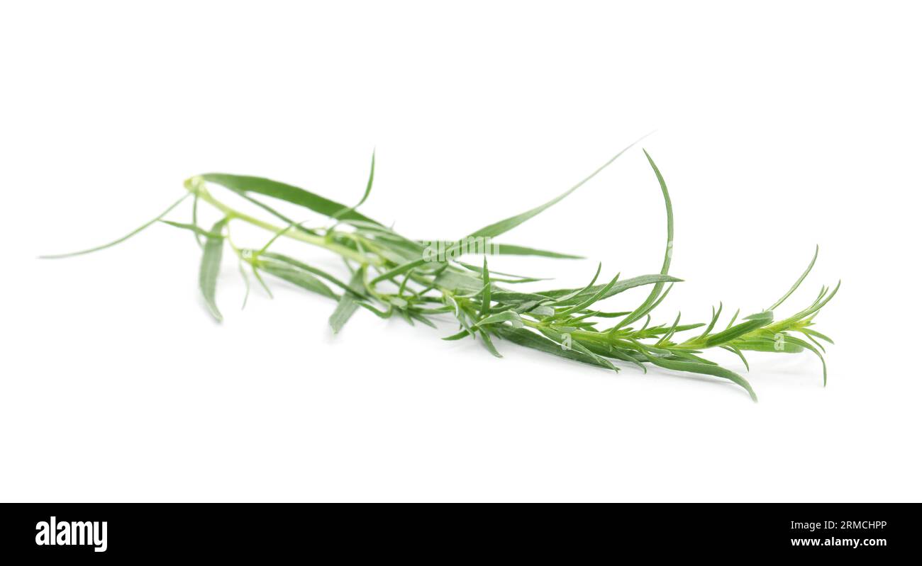 Sprigs of fresh tarragon on white background Stock Photo - Alamy