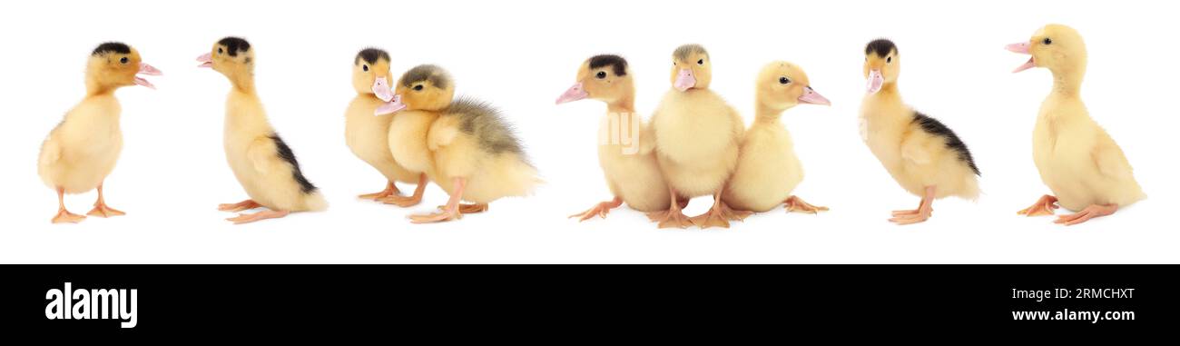 Collage with cute fluffy ducklings on white background. Baby animal ...